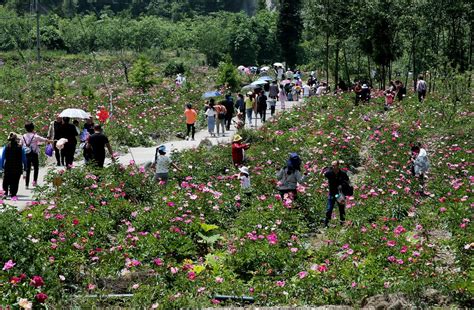 五一虽过 花季仍在 平武县山里的芍药花刚刚盛开 四川在线