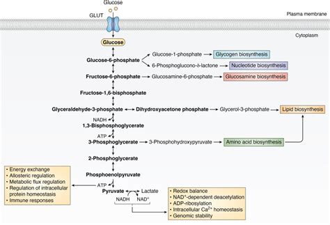 Glycolysis A Multifaceted Metabolic Pathway And Signaling Hub