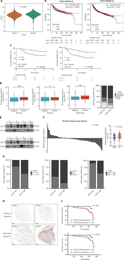 Acsl3 Regulates Breast Cancer Progression Via Lipid Metabolism Reprogramming And The Yes1 Yap
