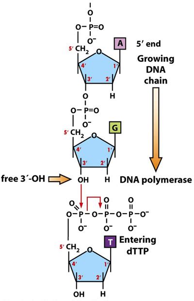 Phosphodiester Bond In Dna