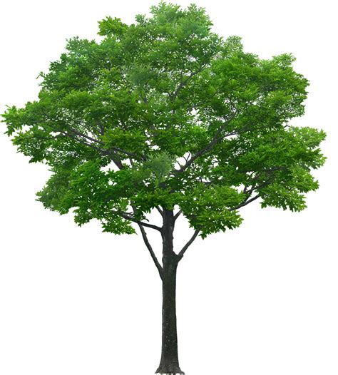 Tree Elevation Png Png Image Collection Vrogue Co