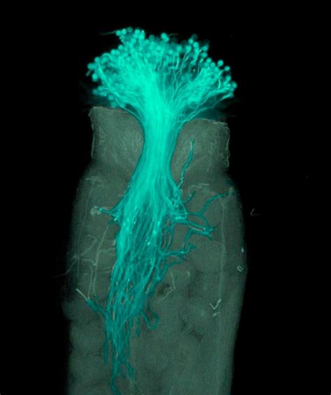 Gallery Tantalizing Images Of Plant Sex Live Science