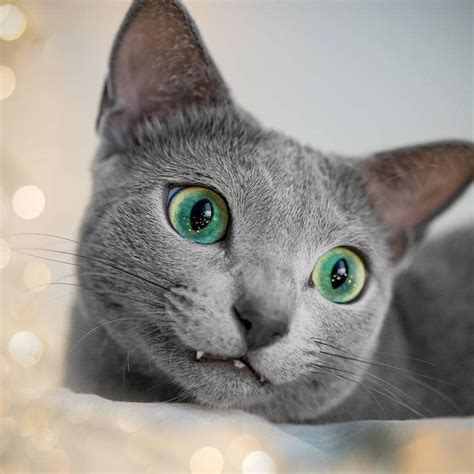 These Gorgeous Russian Blue Cats Have The Most Mesmerizing Eyes Bored
