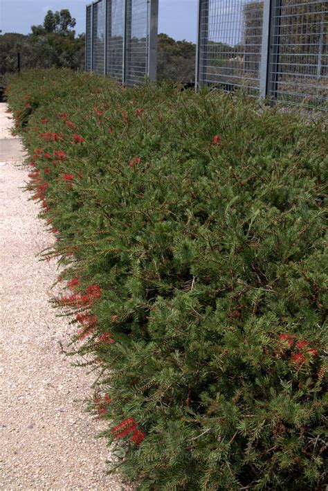Another Callistmon For The Resurgence Callistemon Subulatus ‘brogo Another Callistmon For The Resurgence Callistemon Subulatus ‘brogo