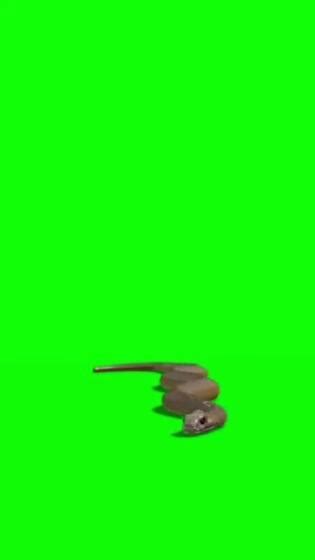 Snake Crawling On Green Screen 59458858 Stock Video At Vecteezy