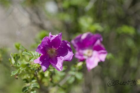 Ai Af Micro Nikkor 105mm F2 8dの良いところが無くてジャンクのせいにしたい 郡山めだか