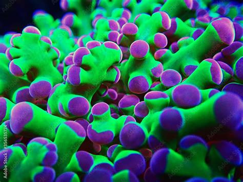 Frogspawn Coral · Euphyllia Paradivisa · Reeflings Library