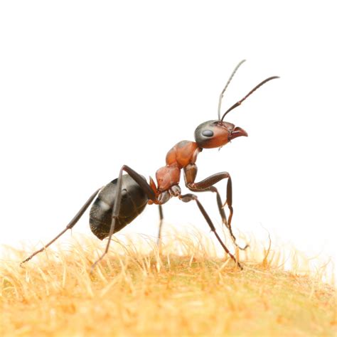Field Ant 7e Pest Solutions
