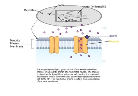 Dendritic Membrane Depolarization Biorender Science Templates