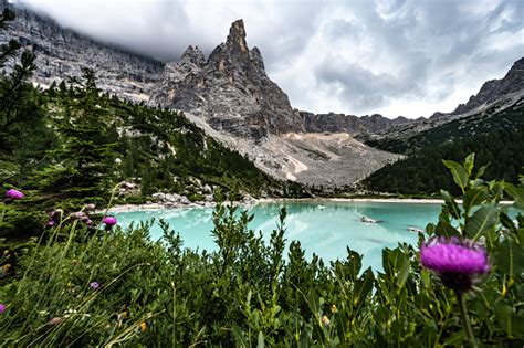 정오에 전경에 녹색 식물과 보라색 꽃이있는 청록색 Sorapis 호수의 아름다운 전망 소라피스 호수 돌로미티 벨루노 이탈리아 유럽 0명에 대한 스톡 사진 및 기타 이미지