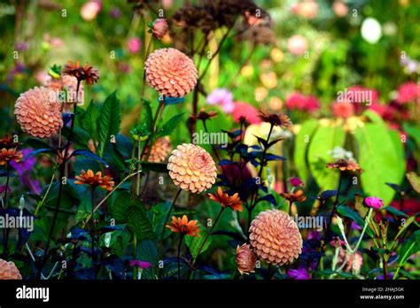 Dahlia Cornel Brons Dahlias Mixed Planting Scheme Mixed Bed Mixed