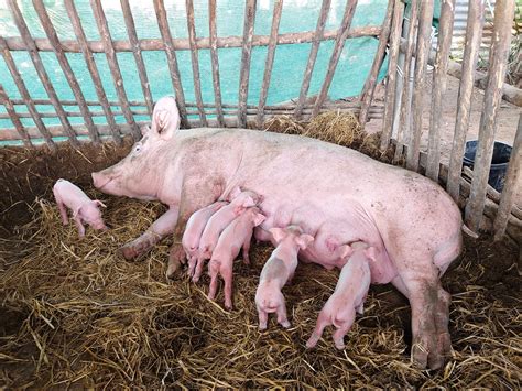 สาขาสัตวศาสตร์ สัตวศาสตร์ราชมงคลสกลนคร