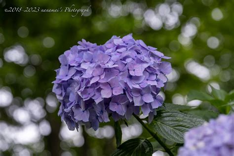 FF 5775 2 Nanamai Flickr