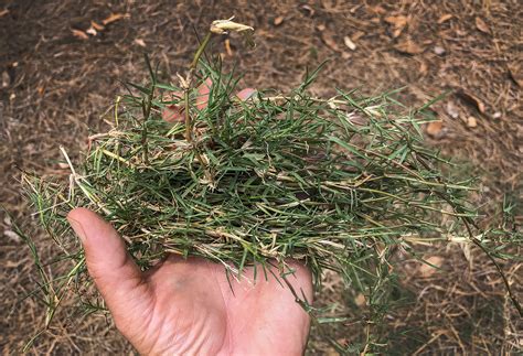 Fix Bare Spots Bermuda Lawn Bermuda Grass Care