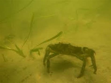 Octopus Vs Crab Ftw Video Ebaums World