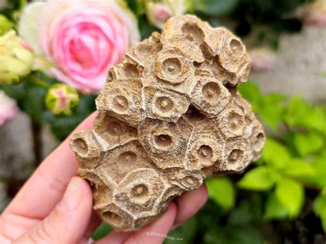 Fossilized Coral Properties Formation Geology Science