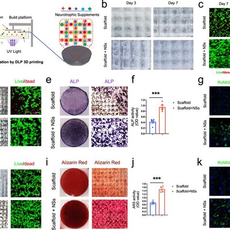 3d Printed Hydrogel Scaffold With Nss Enhances In Vitro Expansion And Download Scientific