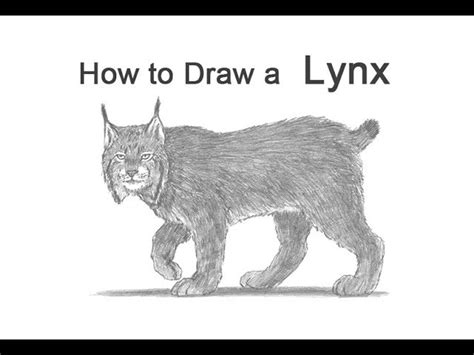 Unbelievable Info About How To Draw A Lynx Settingtooth