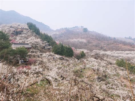 [광양 매화축제] 광양 매화꽃 축제 매화마을 꽃놀이 장소 먹거리 주차 꿀팁 개화 실시간 상황 네이버 블로그
