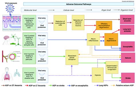 Integration Of Classical Aops Neuronal Related Aops Developed So Far Download Scientific