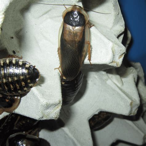 Breeding Dubia Roaches A Comprehensive Guide Dubia Roach Depot