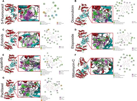 Frontiers Exploration And Validation Of Key Genes Associated With Early Lymph Node Metastasis