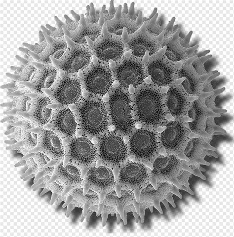 Microscopic Pollen