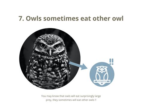 10 Facts About Owl 小册子 Template