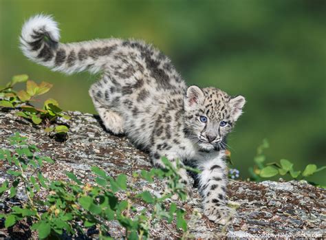 Фото Котят Барса — Mixyfotos.ru