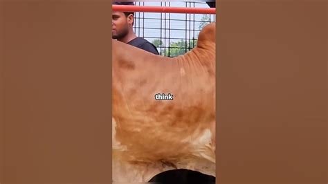 বিরল ব্রাহ্মা বঅফারগুলি আবিষ্কার করুন৷ Discover Rare Brahma Cows Unique Features And Special