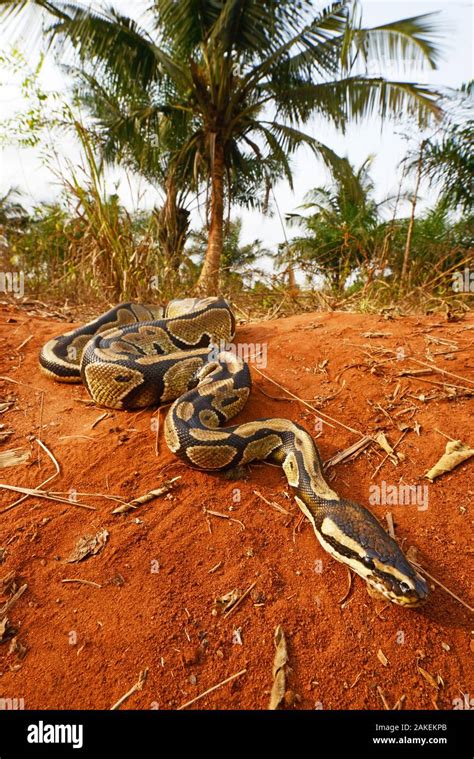 Royal Python Python Regius Togo Controlled Conditions Stock Photo Alamy