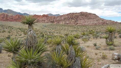 Career Strategies And Opportunities For Salesforce Platform Developers