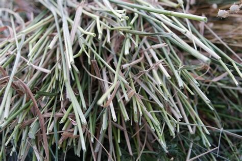 Premium Photo Mowed Tall Grass With A Thick Stem Stacked In A Stack