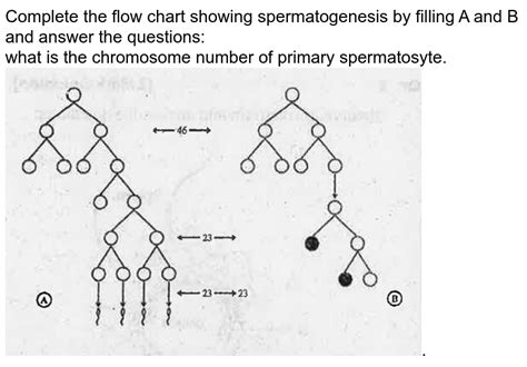 Spermatogenesis Flow Chart Spermatogenesis Flow Chart