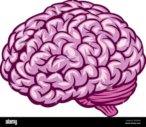 Brain Vector Illustration Stock Vector Image And Art Alamy