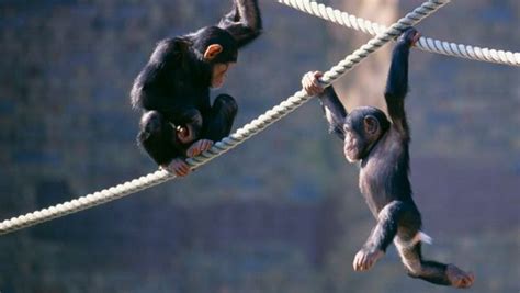 How DNA Works HowStuffWorks