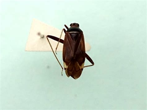 ブチヒゲクロカスミカメ Adelphocoris triannulatus 島根大学標本資料類データベース