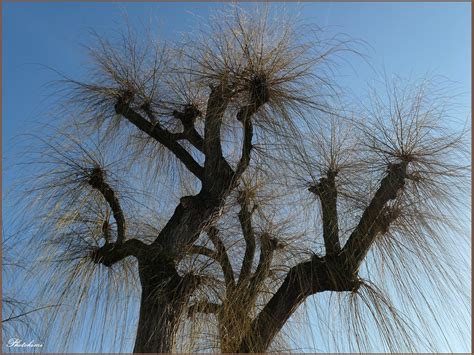 Ein Riesiger Weidenbaum Foto And Bild Pflanzen Pilze And Flechten Bäume