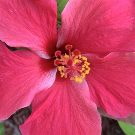 Leow Se Researcher Universiti Pendidikan Sultan Idris Upsi Kuala