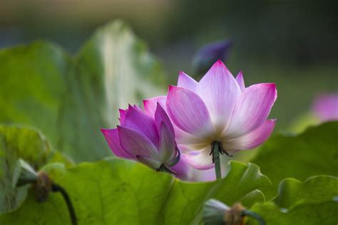 Lotus Flowers Plant Free Photo On Pixabay Pixabay