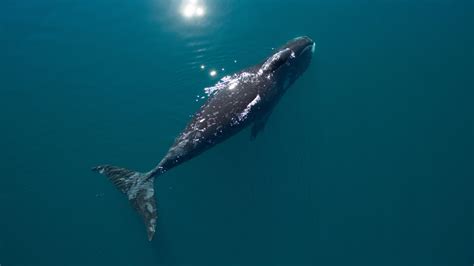 Bowhead Whale Behaviours Wwf Arctic