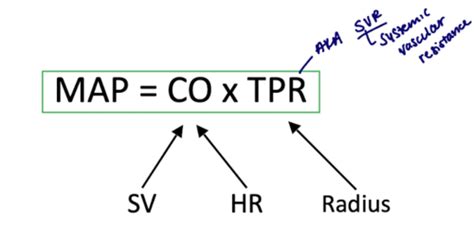 Physio BP Regulation Flashcards Quizlet