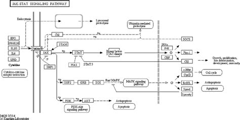 Stat Signaling Pathway Kegg Kyoto Encyclopedia Of Genes And Genomes Download Scientific Diagram