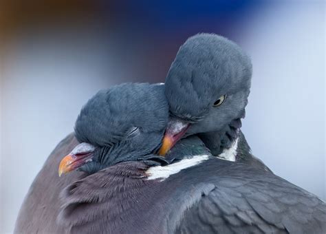 Serene Doves A Beautiful Hd Wallpaper 2048x1473 Wallpaper Abyss