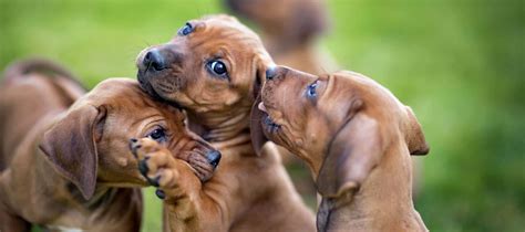 Rhodesian Ridgeback Puppies For Sale Rhodesian Ridgeback Breeder Texas
