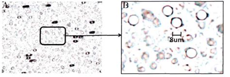 Microporous Membrane Structure Download Scientific Diagram