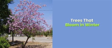 Winter Flowering Trees Beautiful Trees That Bloom In Winter EmbraceGardening