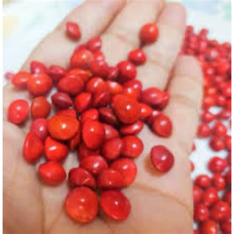 Biji Saga Red Lucky Seed Original Biji Saga Ok Shopee Malaysia