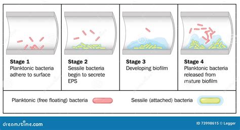 Formation Of A Biofilm Stock Vector Illustration Of Formation 73998615