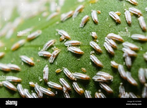 Insect Egg Sack Identification